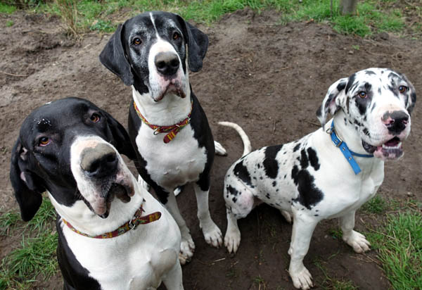 Deutsche Dogge - Welpen vom Gehrensee, gefleckte u. schwarze ...